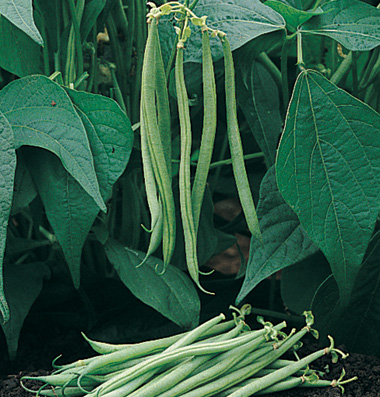 Haricots verts with herb-infused oil | a-single-serving.com